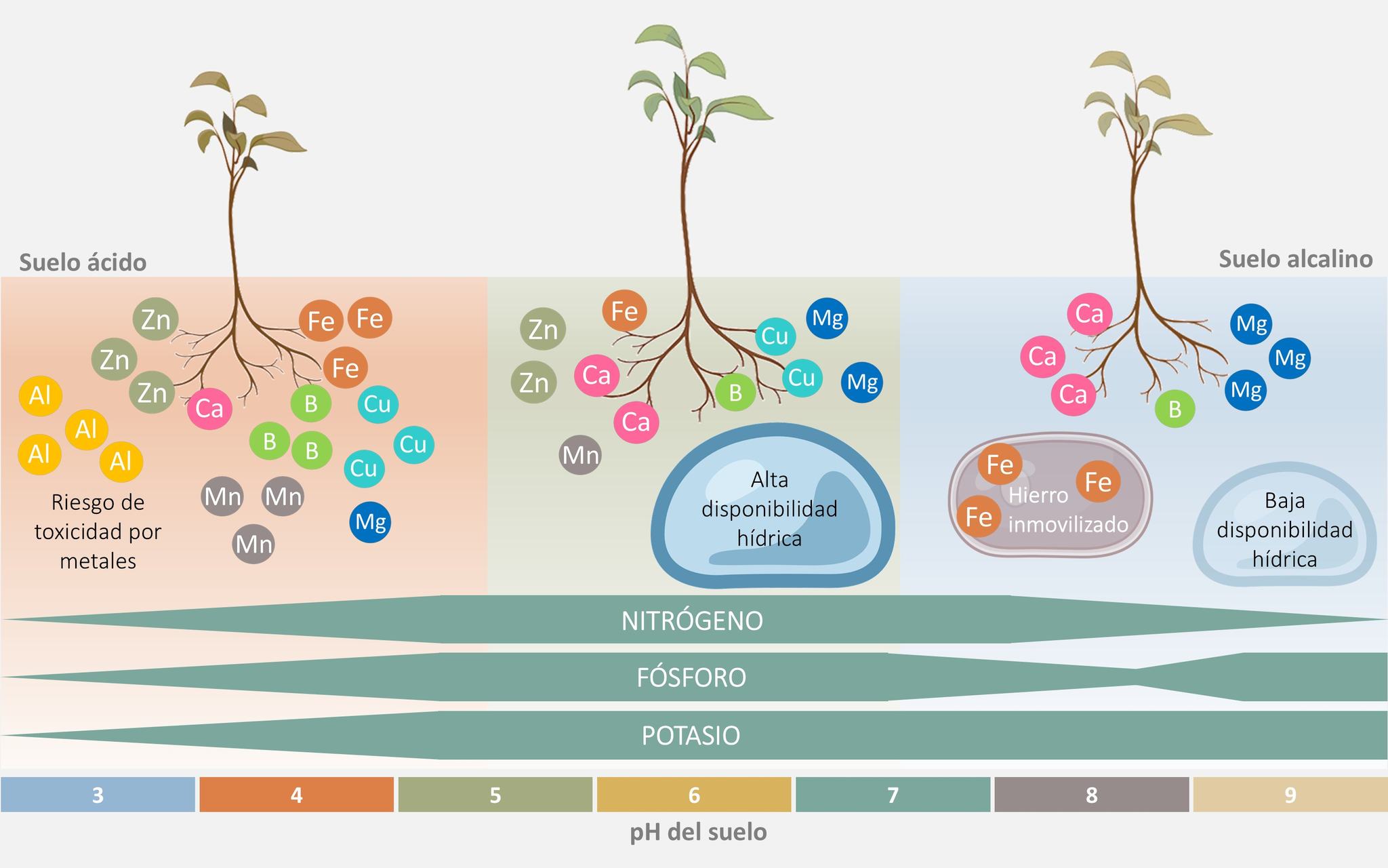 El pH del Suelo: Clave para una fertilización eficiente en la ...